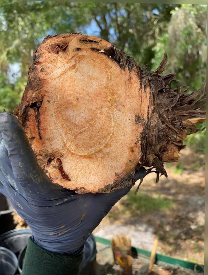 Encephalartos Natalensis x Arenarius root rot, help please! - TROPICAL ...