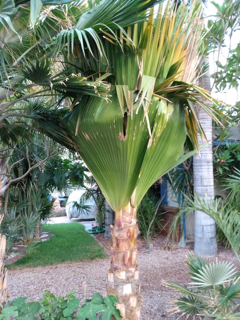 Palm identification - DISCUSSING PALM TREES WORLDWIDE - PalmTalk