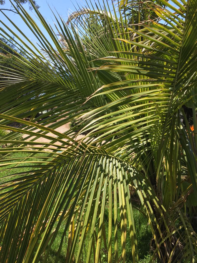 Beccariophoenix alfredii - DISCUSSING PALM TREES WORLDWIDE - PalmTalk