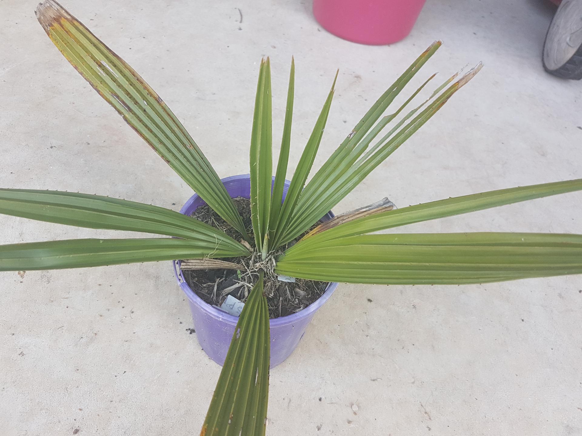 Palm identification - DISCUSSING PALM TREES WORLDWIDE - PalmTalk