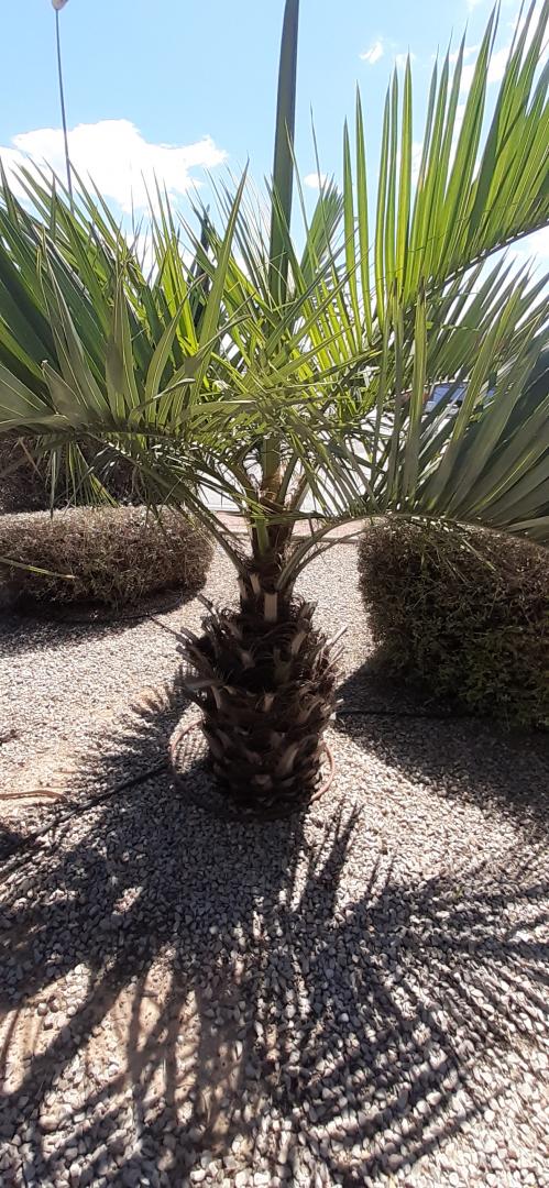 Butia seeds - DISCUSSING PALM TREES WORLDWIDE - PalmTalk