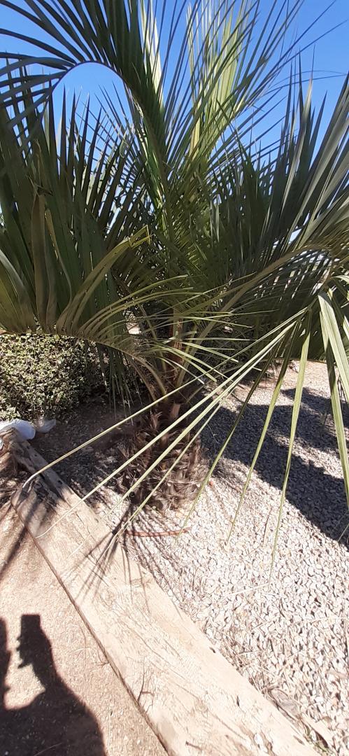 Butia seeds - DISCUSSING PALM TREES WORLDWIDE - PalmTalk