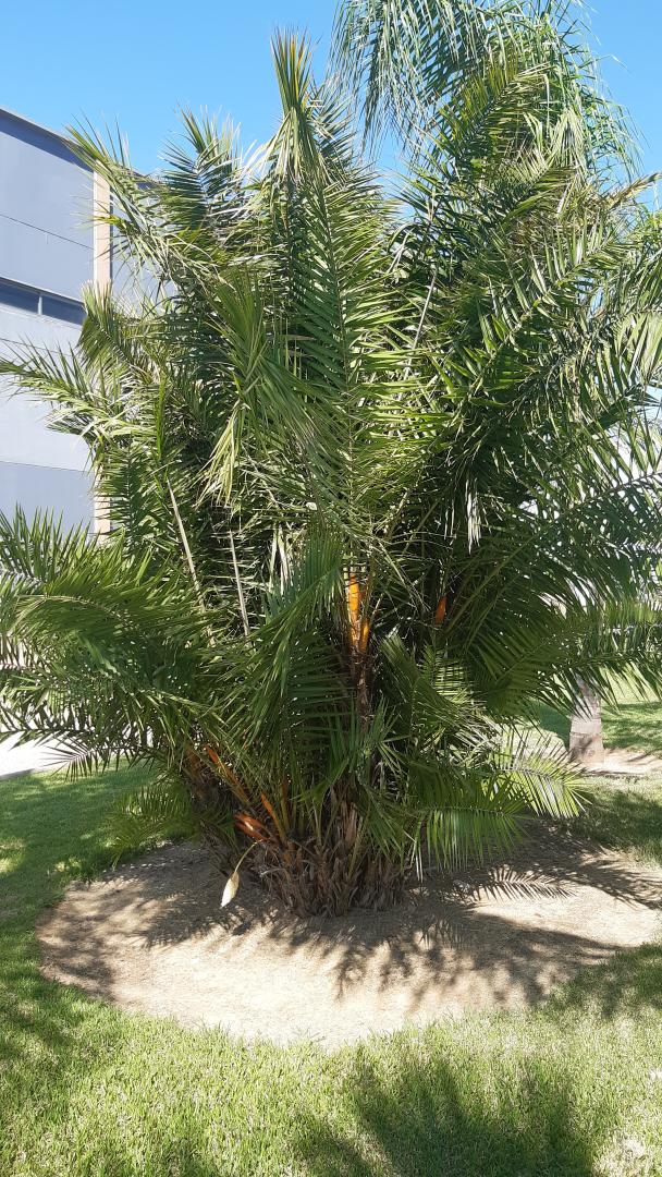 What variety of Phoenix are these? - DISCUSSING PALM TREES WORLDWIDE ...