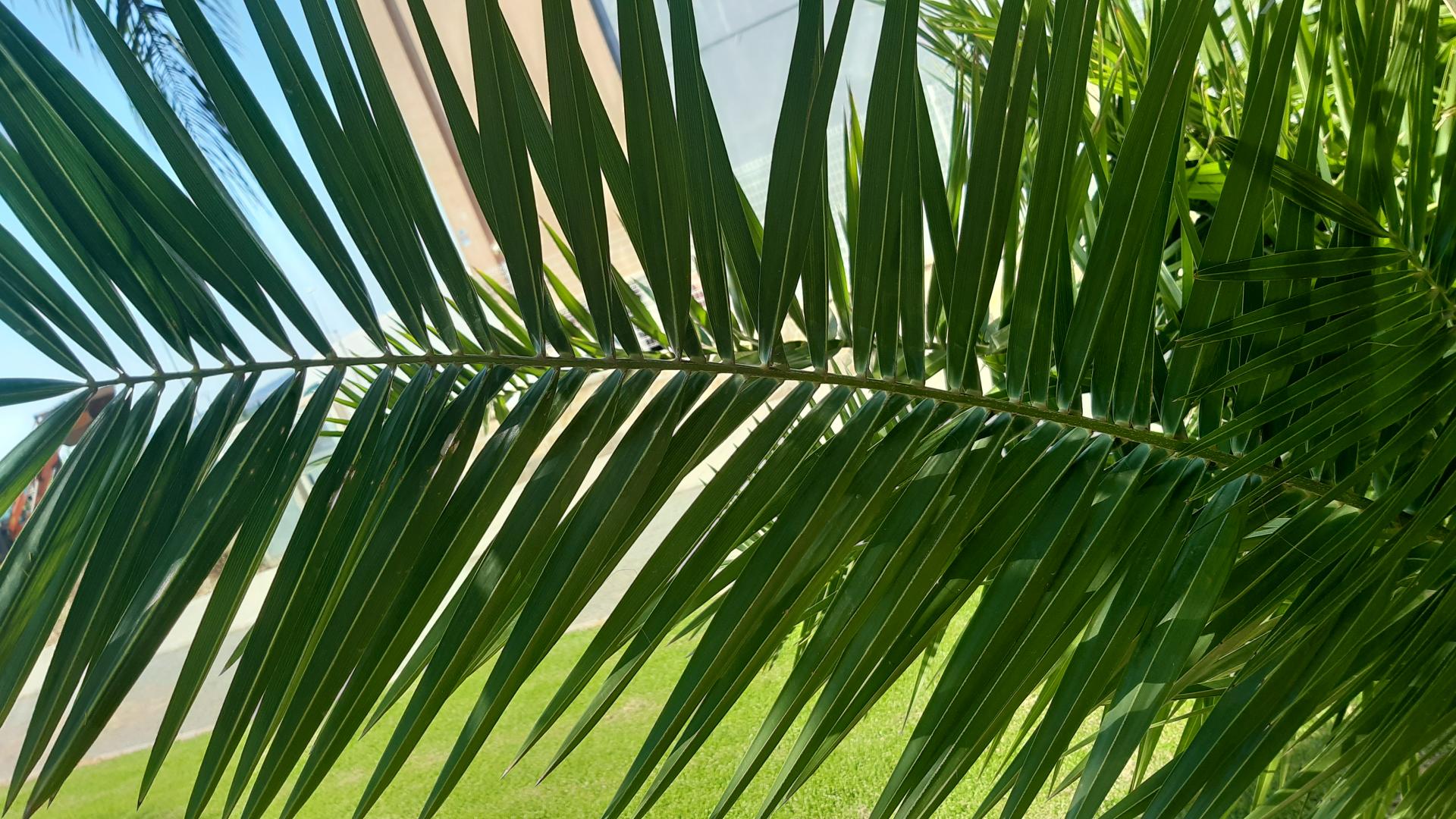 What variety of Phoenix are these? - DISCUSSING PALM TREES WORLDWIDE ...