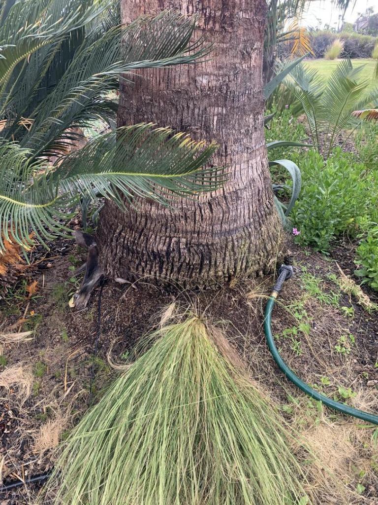 Bismarck with weak/droopy fronds - DISCUSSING PALM TREES WORLDWIDE ...