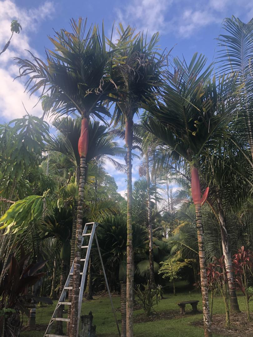 Areca macrocalyx red - DISCUSSING PALM TREES WORLDWIDE - PalmTalk
