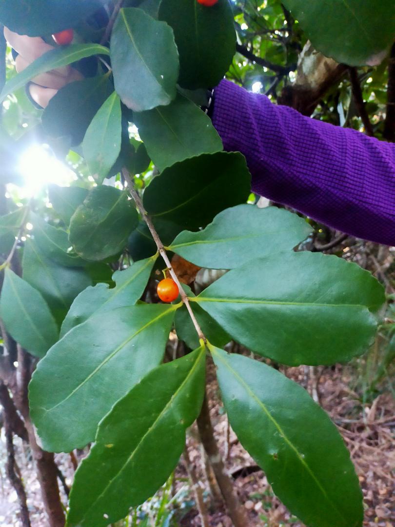 Elaeodendron australe - TROPICAL LOOKING PLANTS - Other Than Palms ...