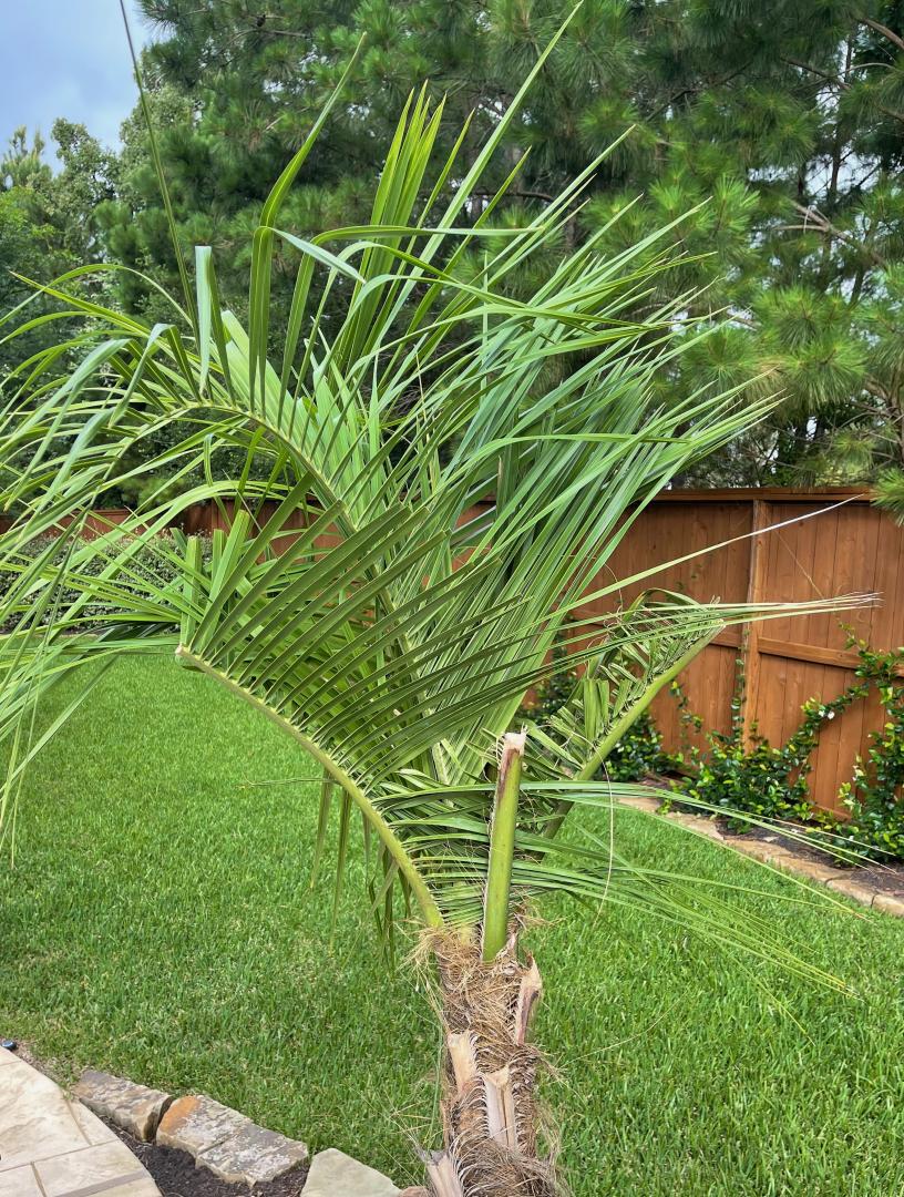 Unopened Spear - DISCUSSING PALM TREES WORLDWIDE - PalmTalk