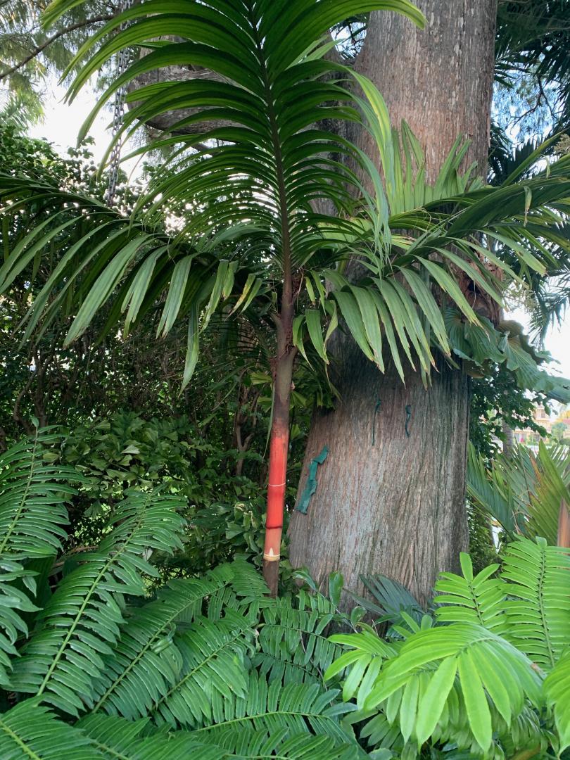 Areca macrocalyx red - DISCUSSING PALM TREES WORLDWIDE - PalmTalk
