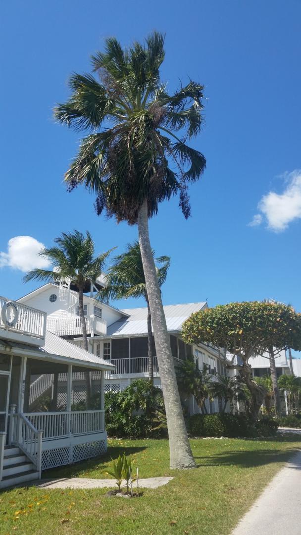 sabal domingensis - COLD HARDY PALMS - PalmTalk
