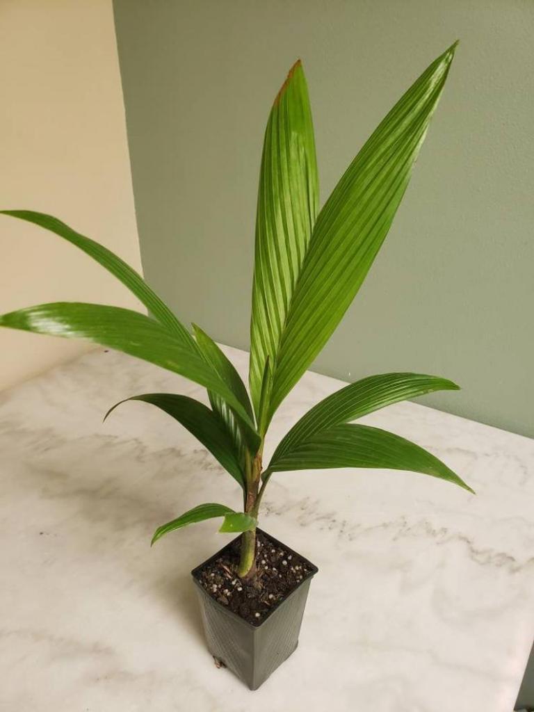 Areca macrocalyx red - DISCUSSING PALM TREES WORLDWIDE - PalmTalk