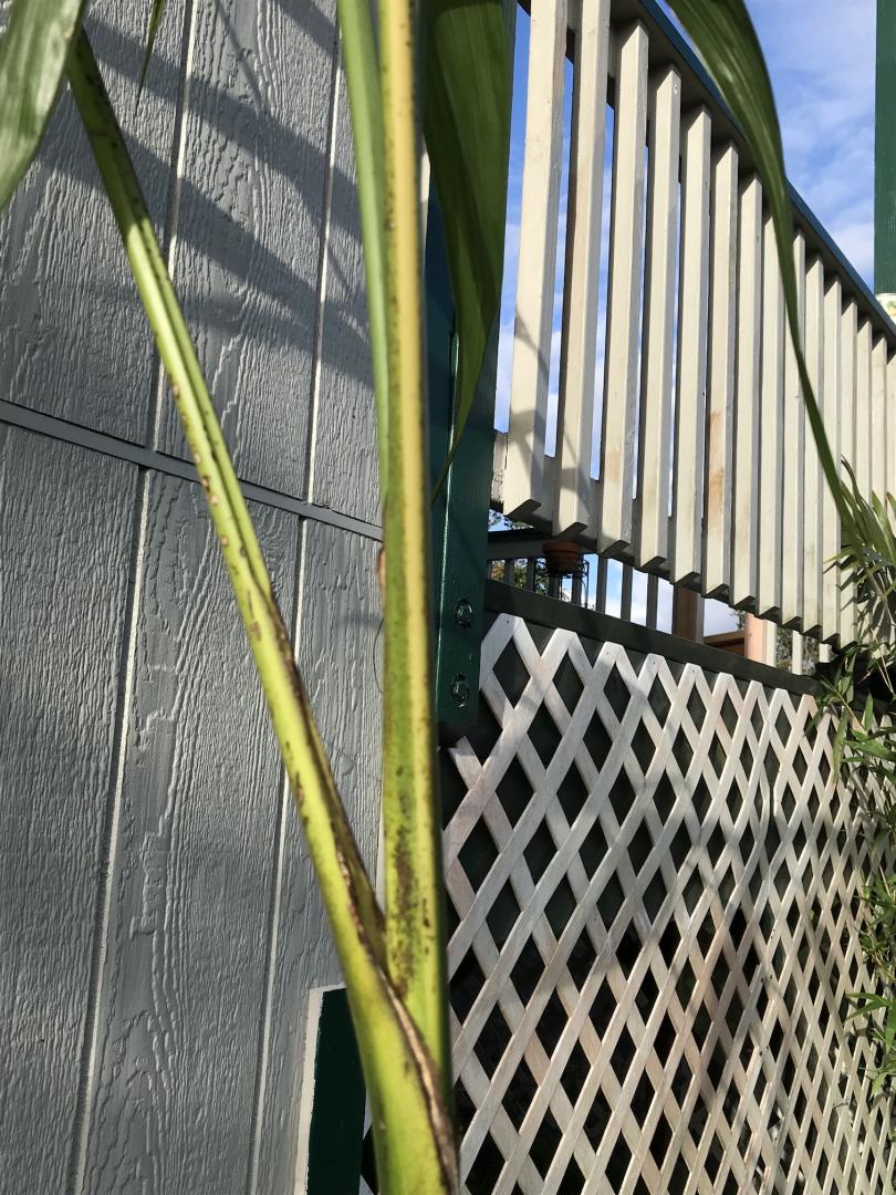 Poor thing - DISCUSSING PALM TREES WORLDWIDE - PalmTalk