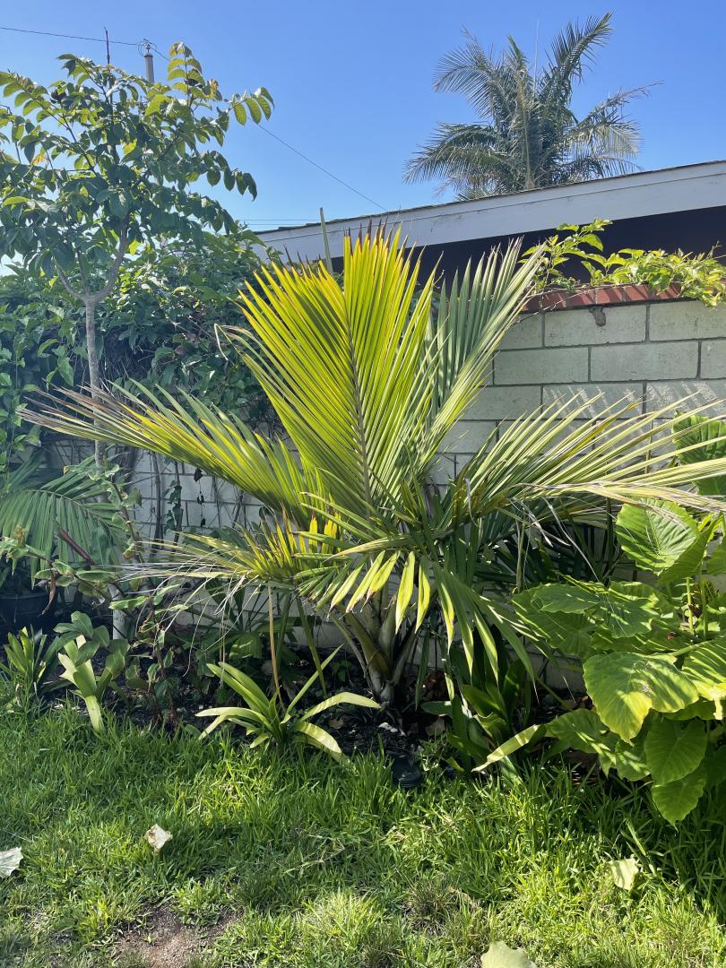 Cyphosperma balansae - DISCUSSING PALM TREES WORLDWIDE - PalmTalk