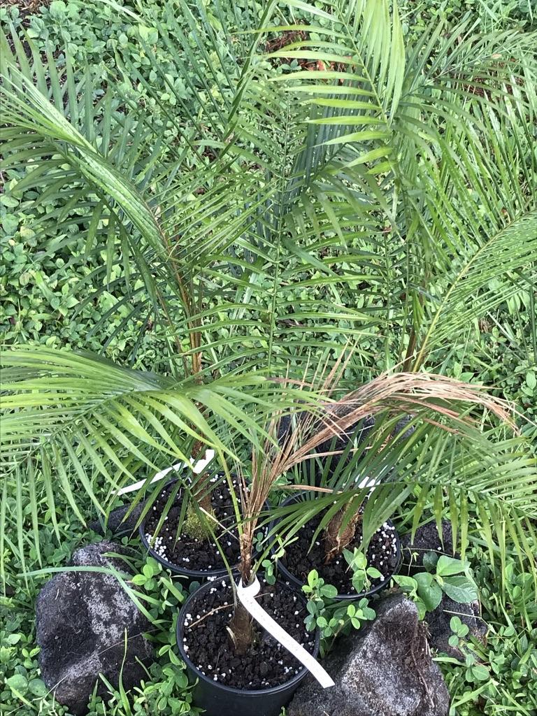 Brown spears - DISCUSSING PALM TREES WORLDWIDE - PalmTalk