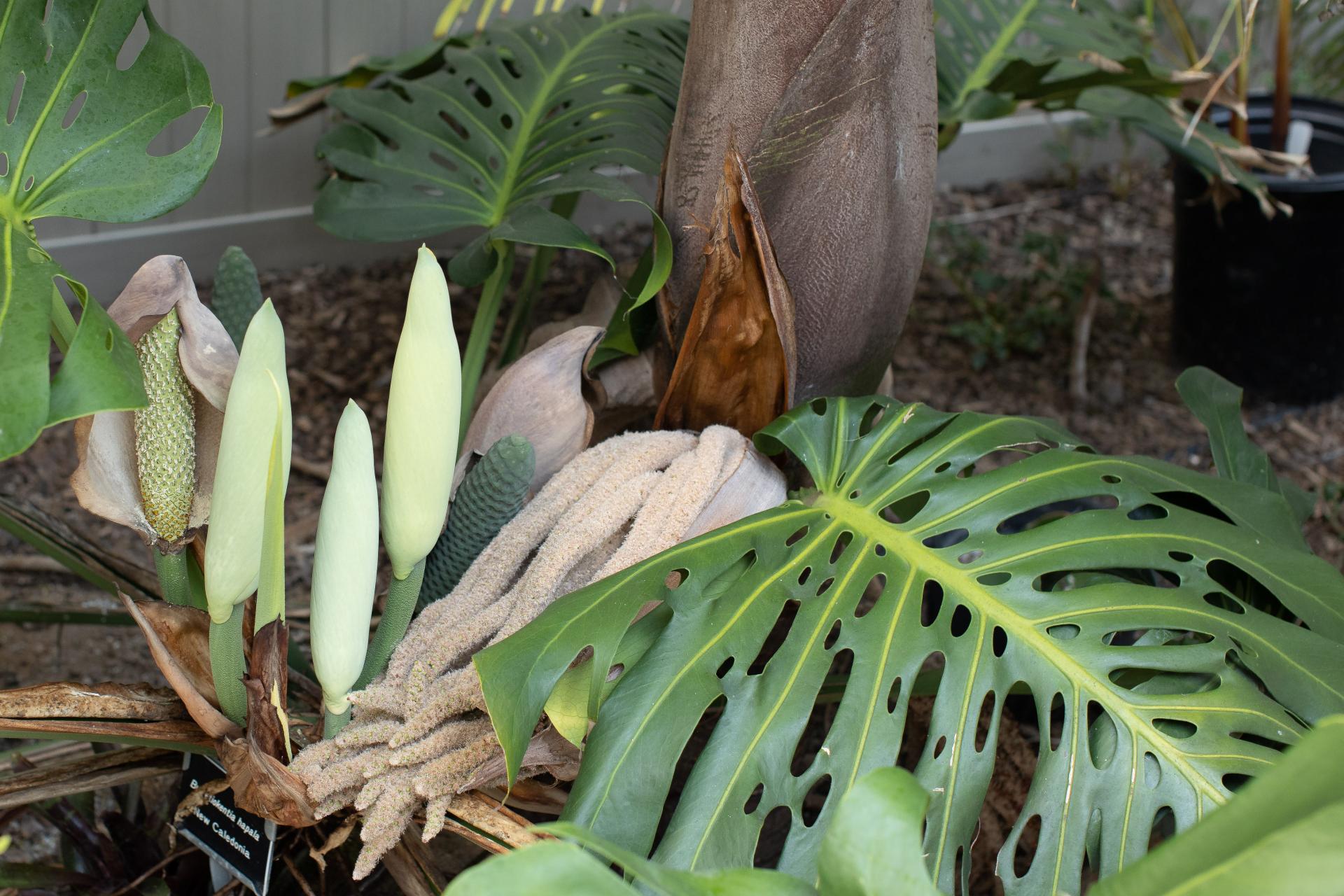 Ligule flap on Burretiokentia - DISCUSSING PALM TREES WORLDWIDE - PalmTalk