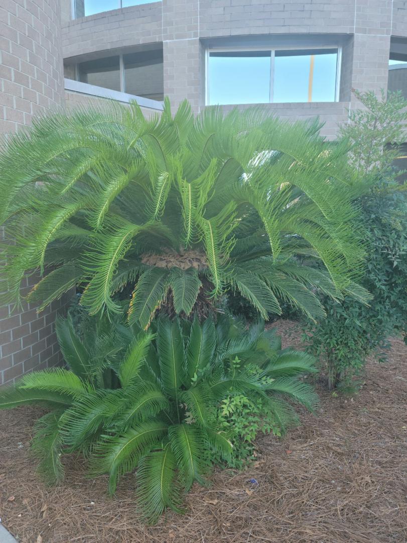 Large Cycad at CMC - TROPICAL LOOKING PLANTS - Other Than Palms - PalmTalk