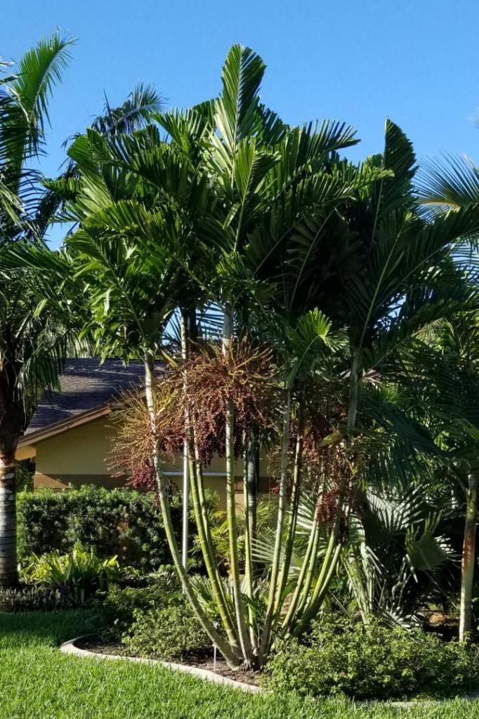 Ptychosperma Schefferi...Scheffer's Palm - DISCUSSING PALM TREES ...