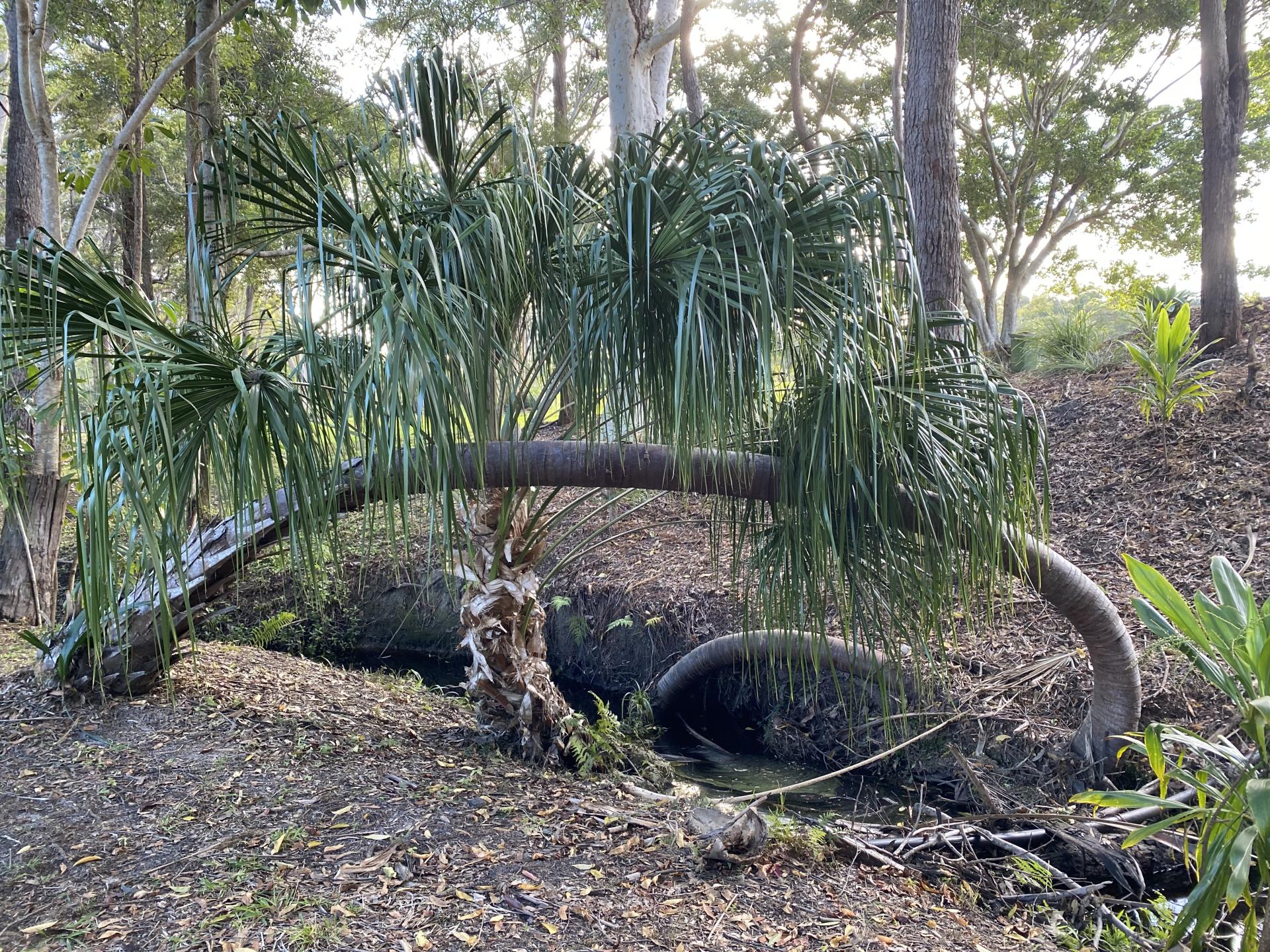 Crazy palm - DISCUSSING PALM TREES WORLDWIDE - PalmTalk