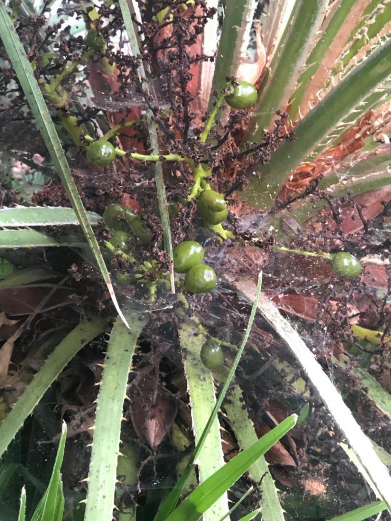 Butia fruit and Chammy seed in 7B : - COLD HARDY PALMS - PalmTalk