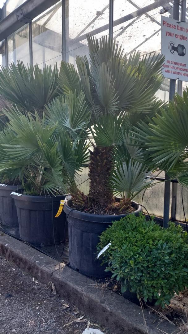 First time planting vulcano advice - COLD HARDY PALMS - PalmTalk