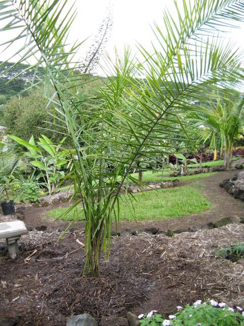 Attalea phalerata - DISCUSSING PALM TREES WORLDWIDE - PalmTalk