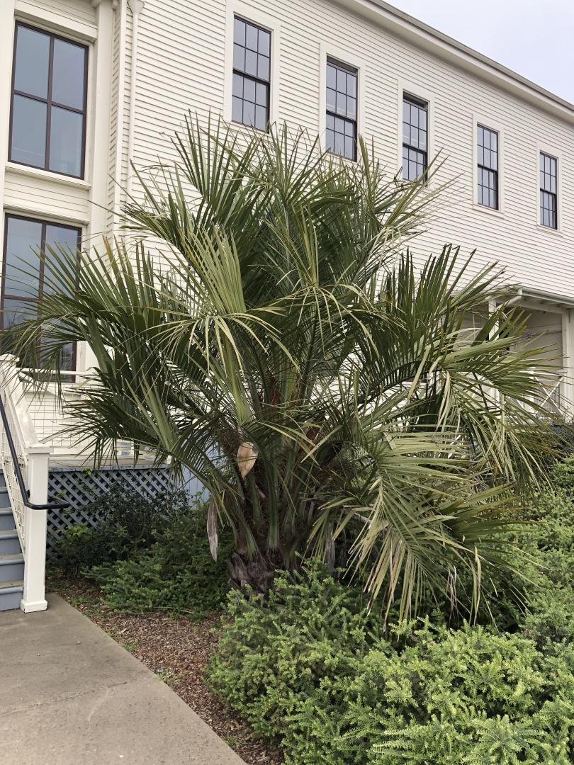 Butia hybrid? - DISCUSSING PALM TREES WORLDWIDE - PalmTalk