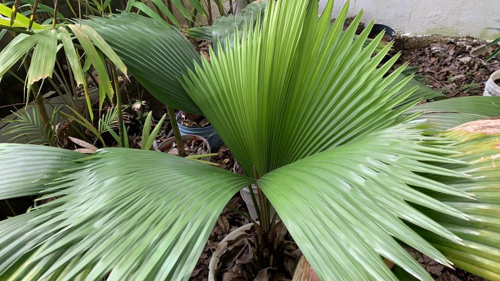 Sabinaria magnifica - DISCUSSING PALM TREES WORLDWIDE - PalmTalk