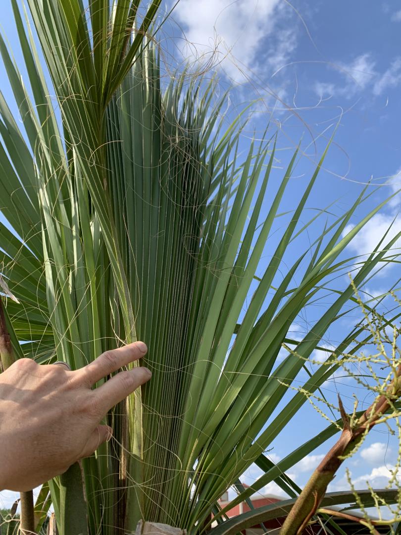 Sabal Palmetto with W. Filifera like filaments - DISCUSSING PALM TREES ...