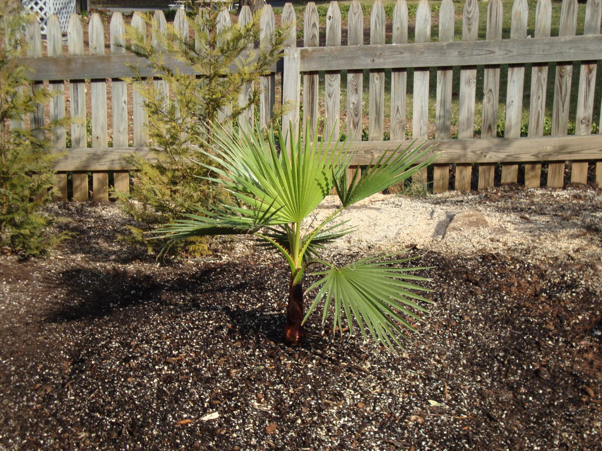 Filibusta Growth Update and fertilizer tips for seedlings? - COLD HARDY ...