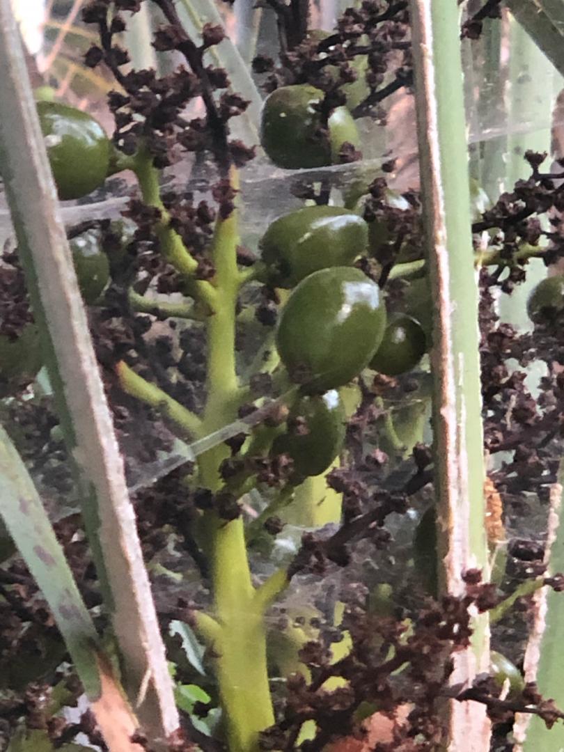 Butia fruit and Chammy seed in 7B : - COLD HARDY PALMS - PalmTalk