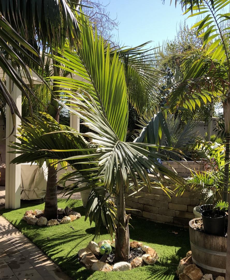 One year later... Post your palms - DISCUSSING PALM TREES WORLDWIDE ...