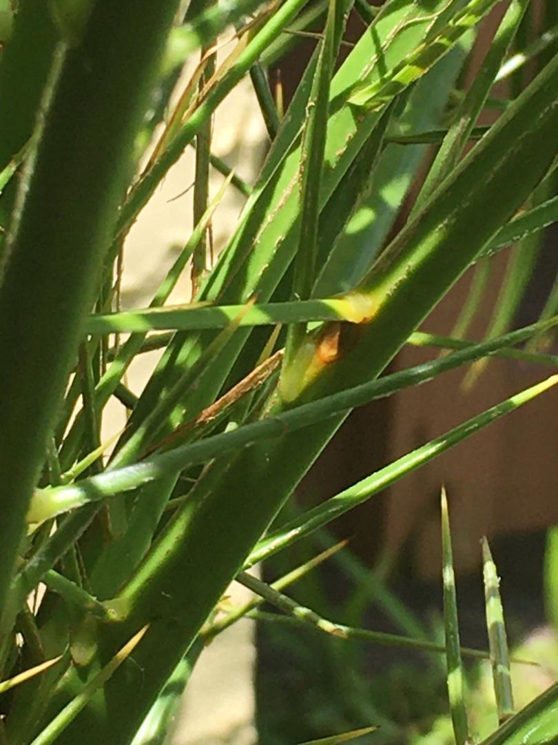 Spots on pygmy date palm - DISCUSSING PALM TREES WORLDWIDE - PalmTalk