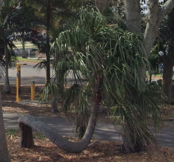 Crazy palm - DISCUSSING PALM TREES WORLDWIDE - PalmTalk