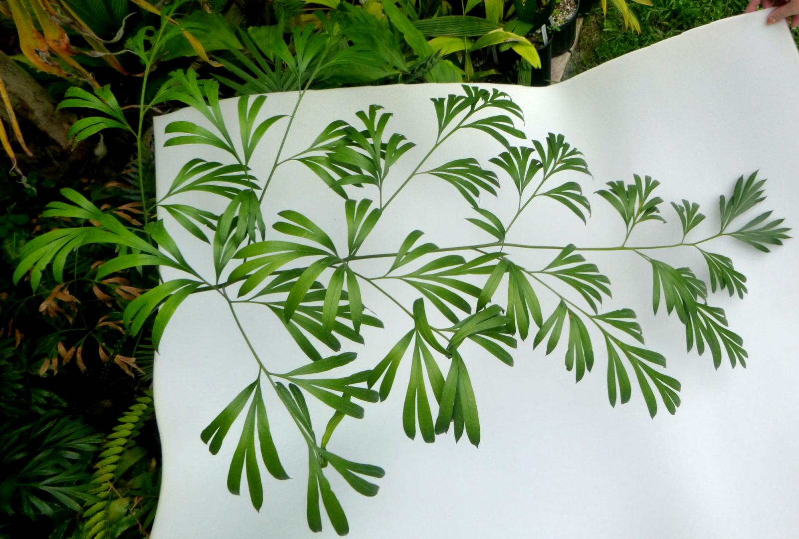 Cycas Multipinnata, Debaoensis, or Multifrondis? - TROPICAL LOOKING ...