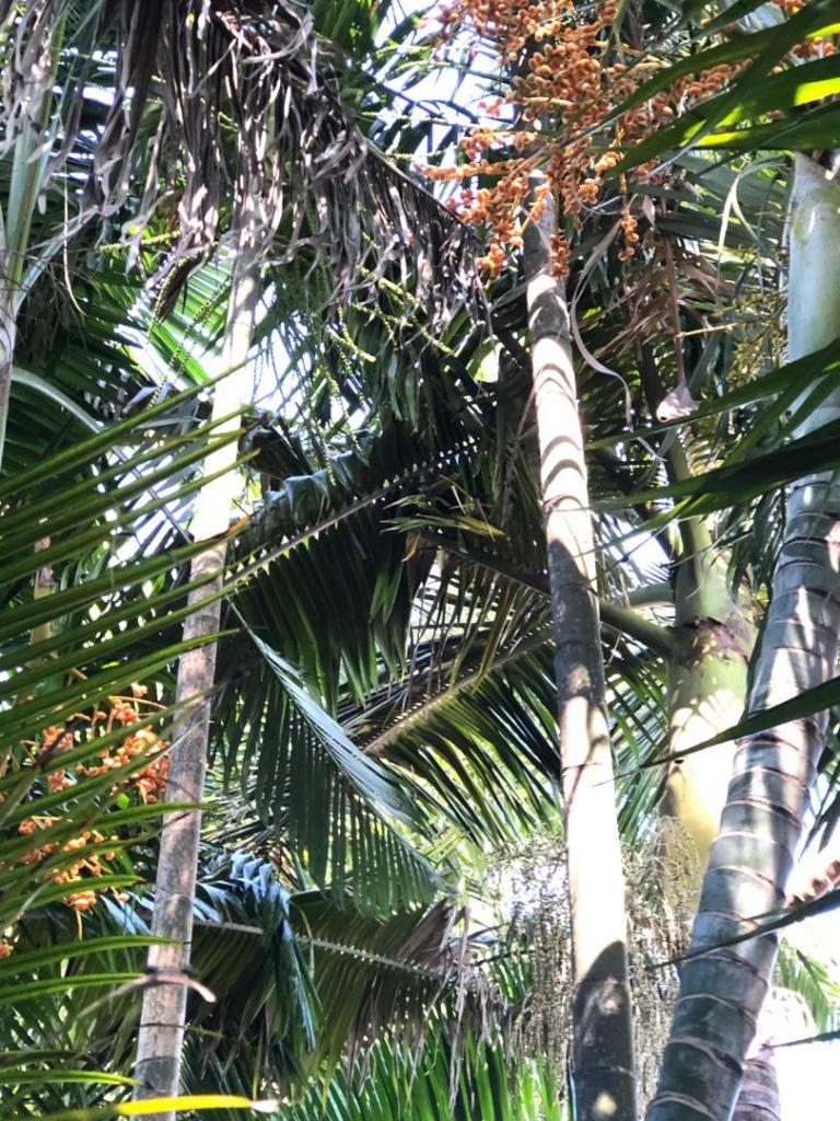 Dypsis lutescens aka Golden Cane Palm Seeds for Sale - For Sale - PalmTalk