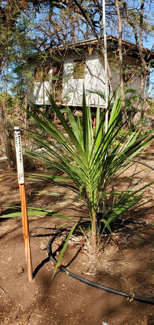 beccariophoenix alfredii germinate seeds - DISCUSSING PALM TREES ...