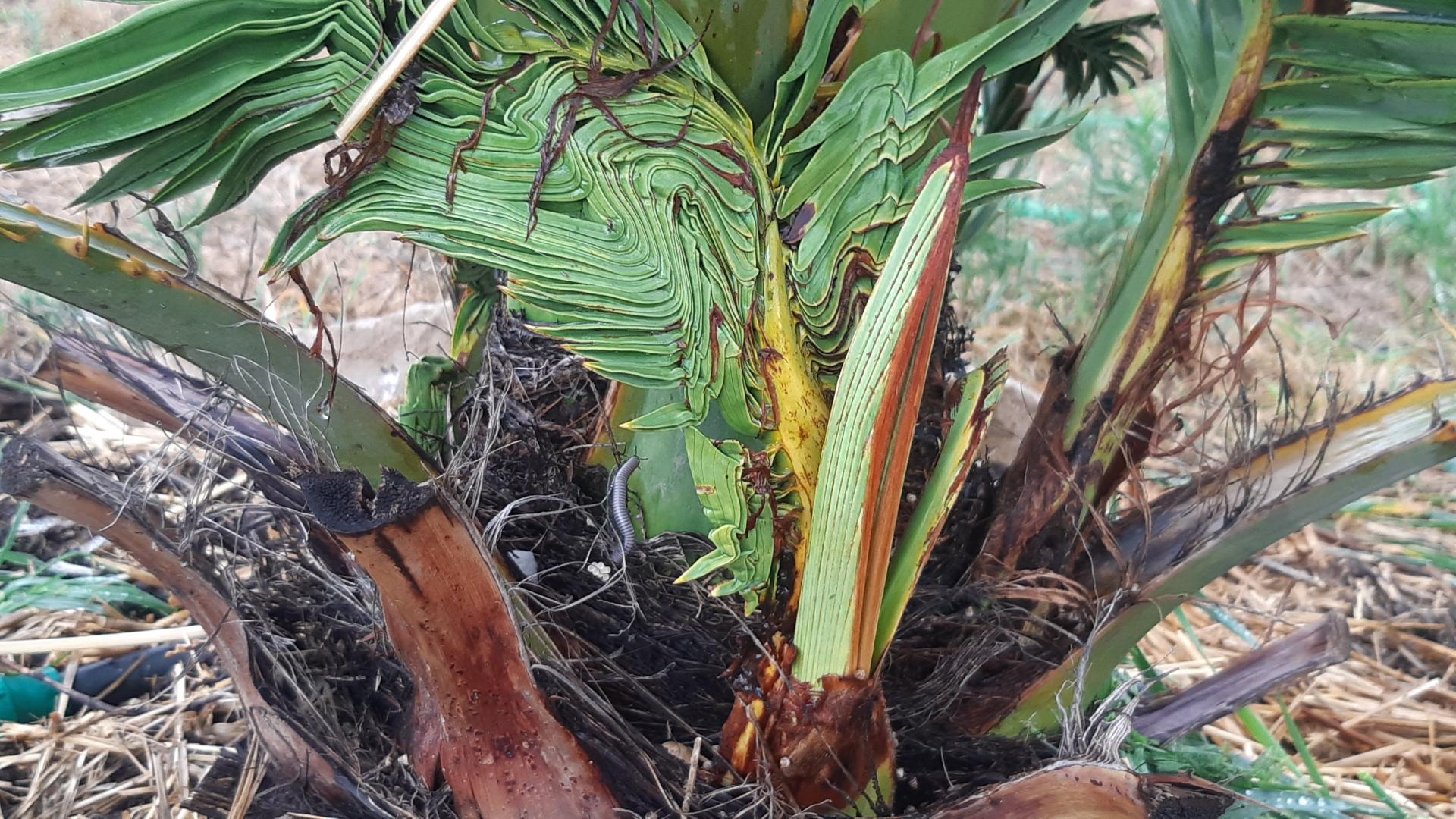 Crown rot - DISCUSSING PALM TREES WORLDWIDE - PalmTalk