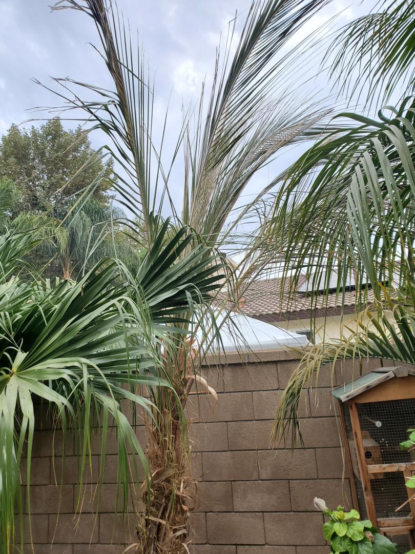 Parajubaea sunka dreaded sudden death - DISCUSSING PALM TREES WORLDWIDE ...