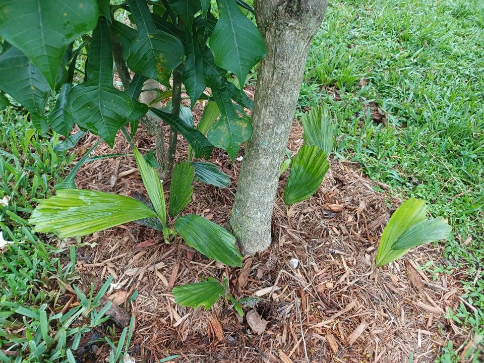 Baby Palms ID Please - DISCUSSING PALM TREES WORLDWIDE - PalmTalk