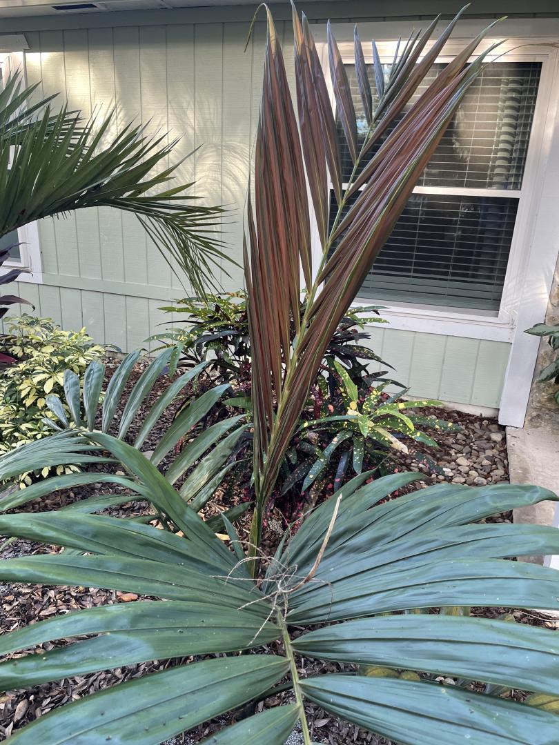Flamethrowers showing off in their Northern limits - DISCUSSING PALM ...