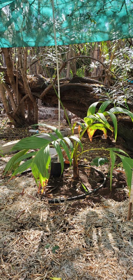 Bentinckia condapanna - DISCUSSING PALM TREES WORLDWIDE - PalmTalk