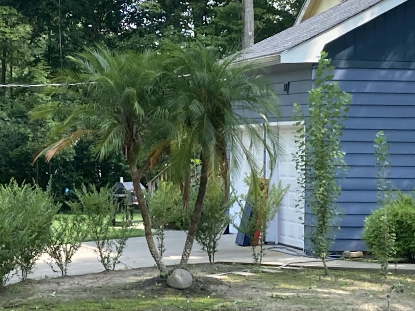 Palm Trees In Ohio