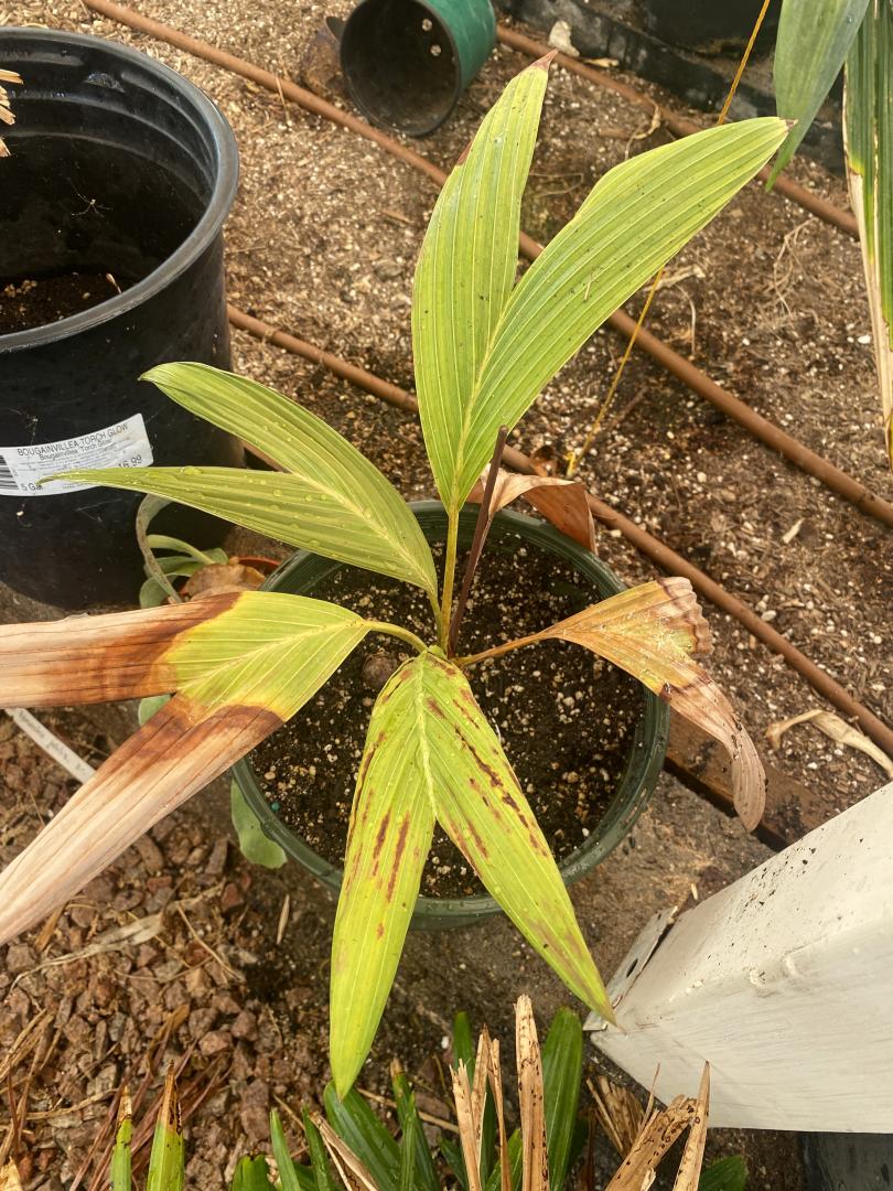 How much heat can palms take - DISCUSSING PALM TREES WORLDWIDE - PalmTalk
