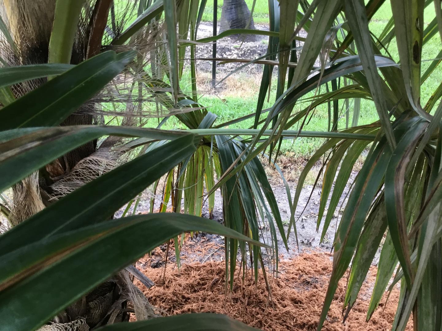 Coccothrinax ID - DISCUSSING PALM TREES WORLDWIDE - PalmTalk