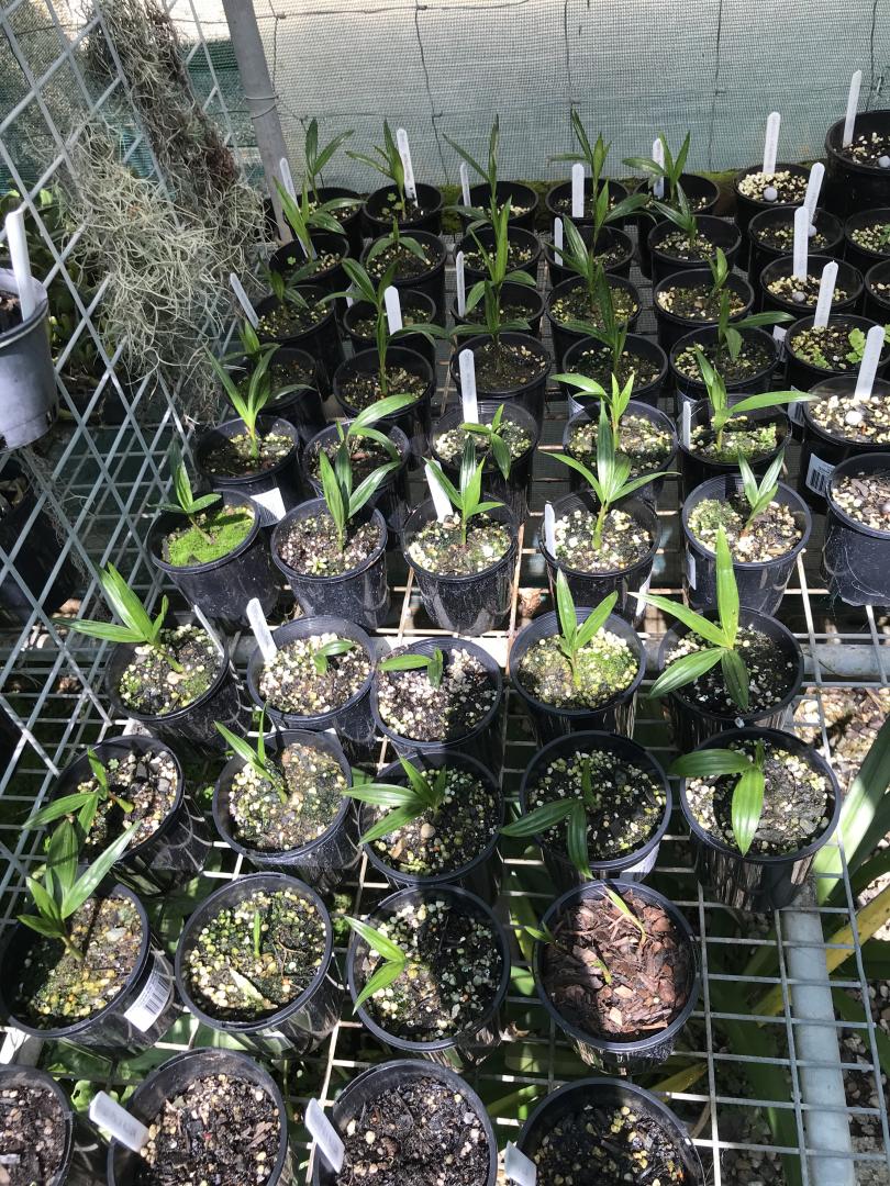 Seeds arrived - Summer fun - DISCUSSING PALM TREES WORLDWIDE - PalmTalk