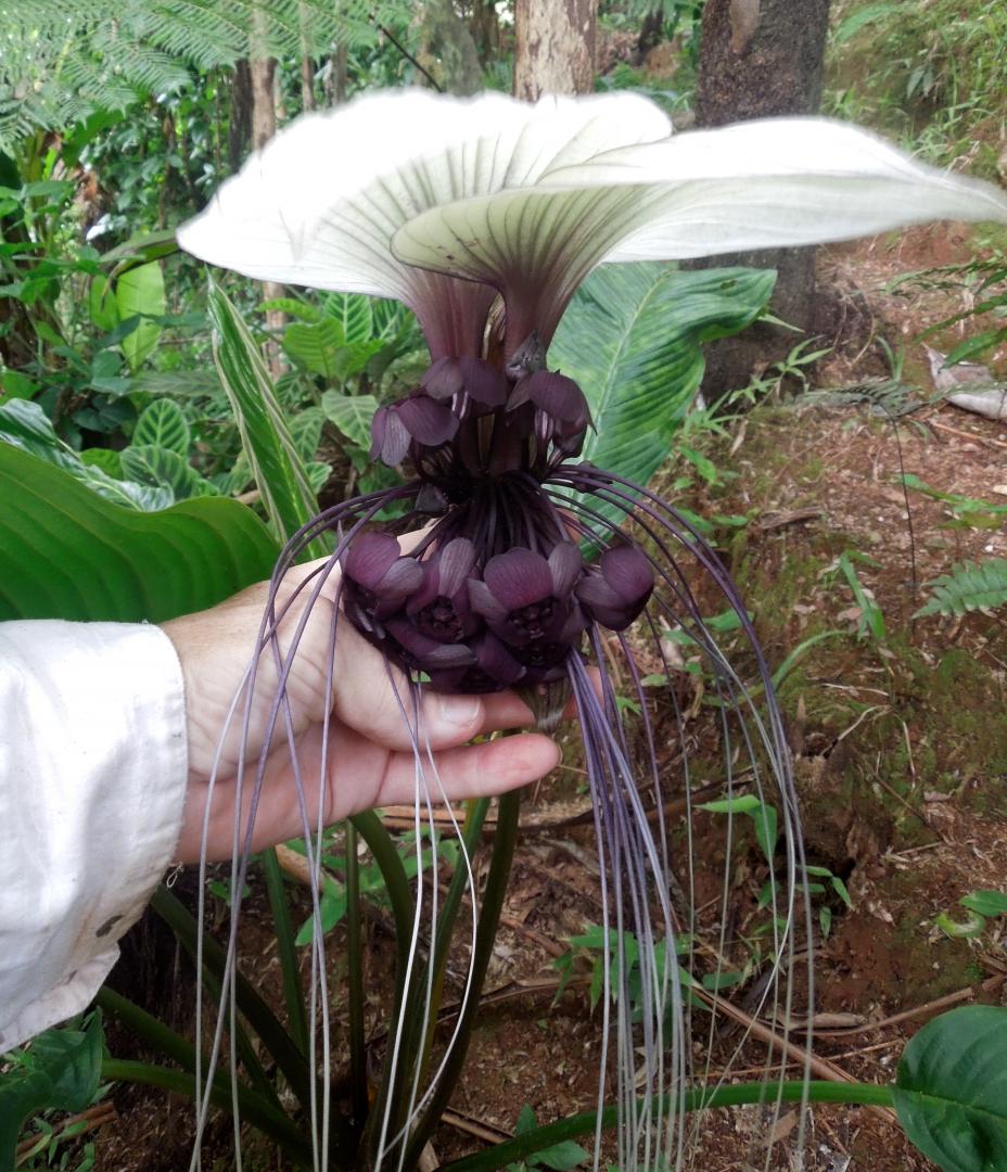 My Tacca are blooming - TROPICAL LOOKING PLANTS - Other Than Palms ...