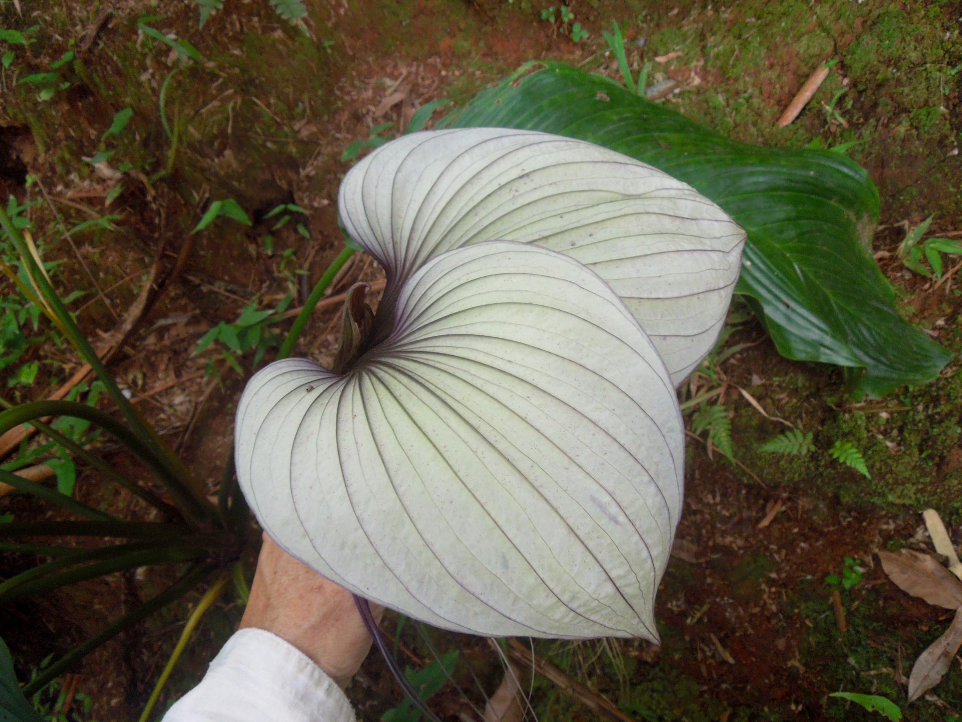 My Tacca are blooming - TROPICAL LOOKING PLANTS - Other Than Palms ...
