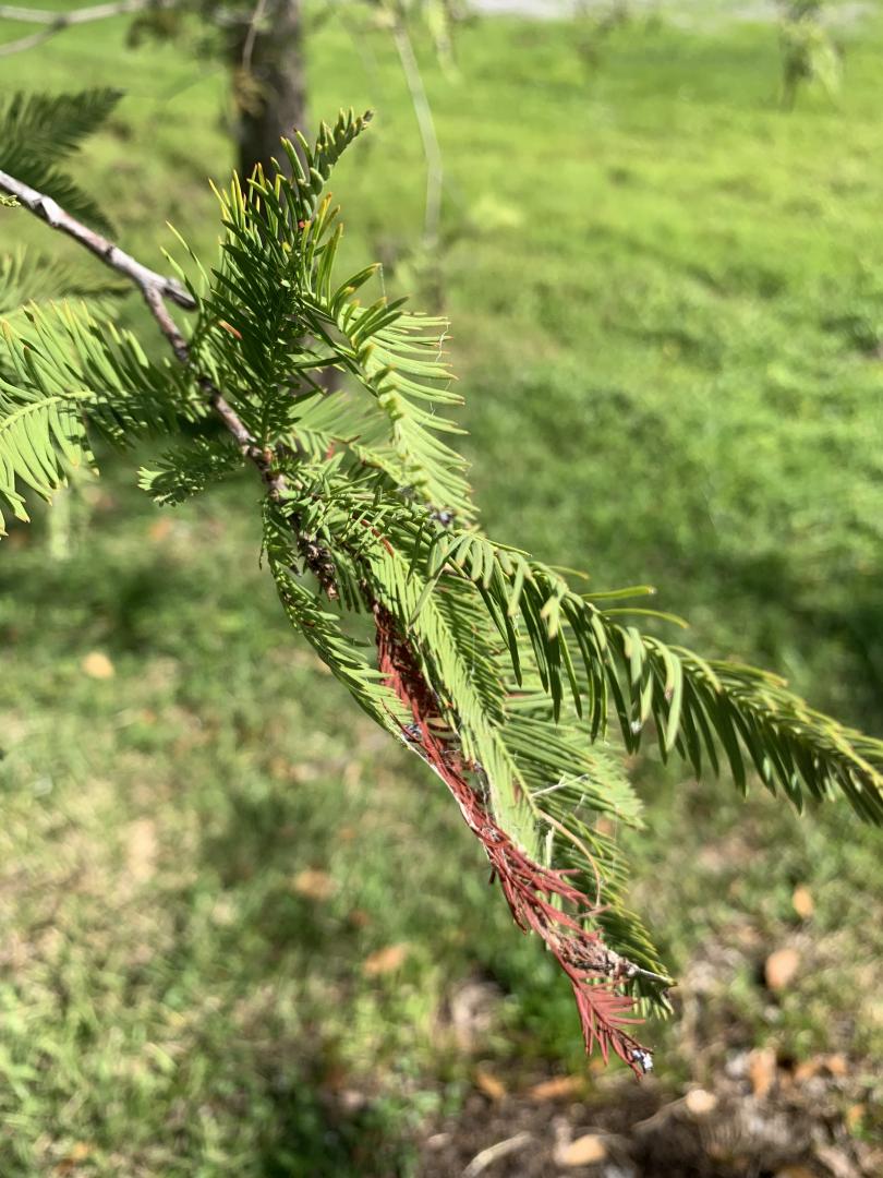 Tree identification - TROPICAL LOOKING PLANTS - Other Than Palms - PalmTalk