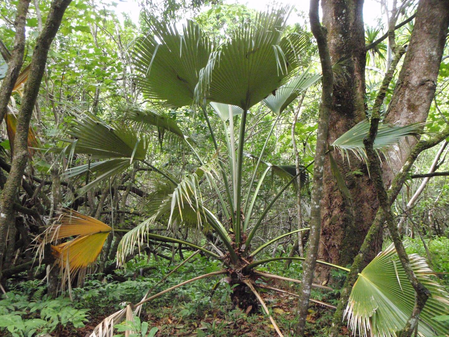Pritchardia Martii - DISCUSSING PALM TREES WORLDWIDE - PalmTalk