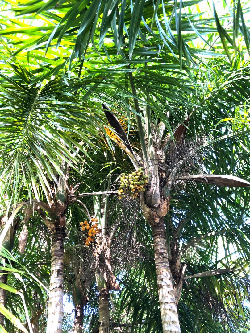 Syagrus stenopetala Seeds fr Naples Botanical Garden - For Sale - PalmTalk